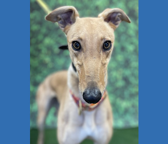 How Intelligent Or Stupid Are Whippets