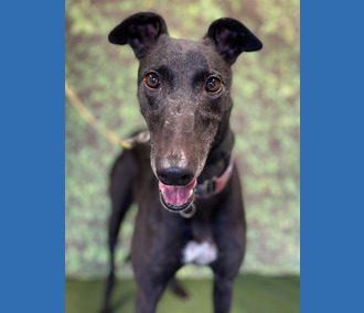 How Intelligent Or Stupid Are Whippets